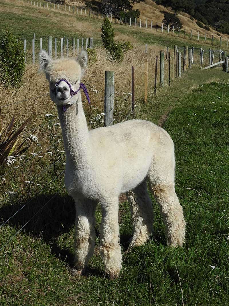 Archives: Stud Males - Oak Ridge Alpacas